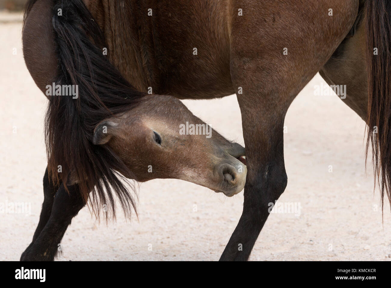 Wild Greek Skyros island ponies horses critically endangered species ...