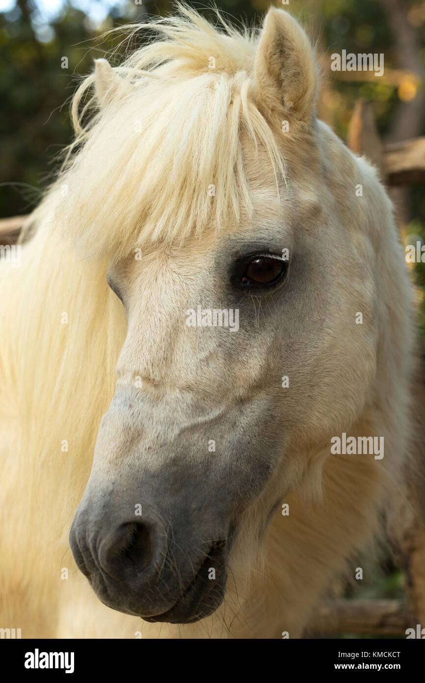 Wild Greek Skyros island ponies horses critically endangered species ...