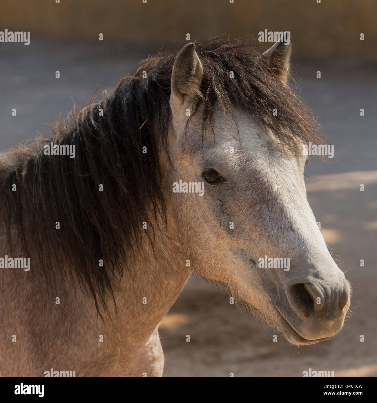 Wild Greek Skyros island ponies horses critically endangered species ...