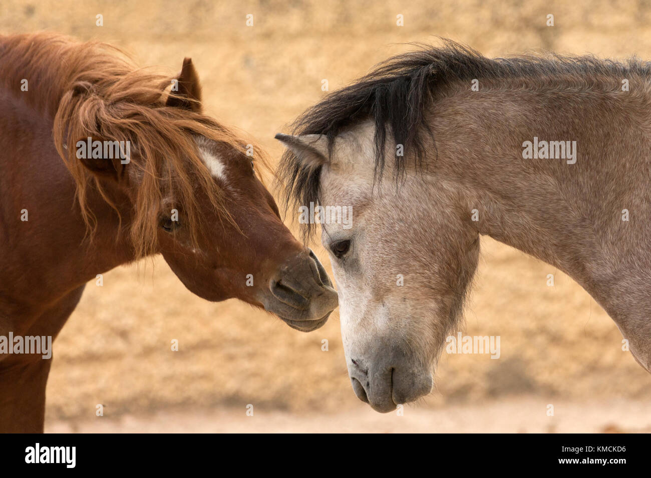 Wild Greek Skyros island ponies horses critically endangered species ...
