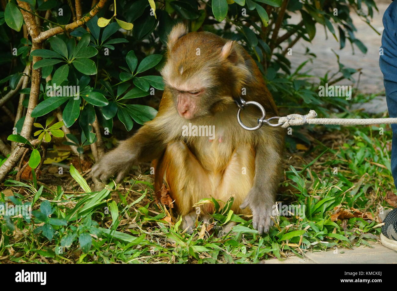 The monkey is resting on the side of the man who trains the monkey ...