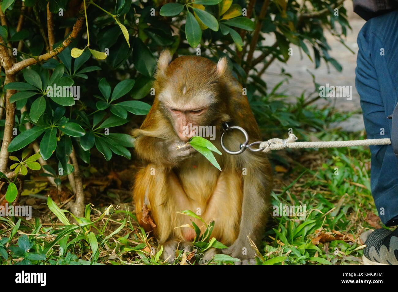 The monkey is resting on the side of the man who trains the monkey ...