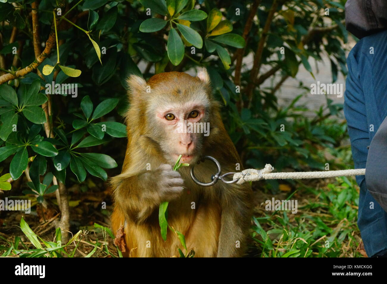 The monkey is resting on the side of the man who trains the monkey ...