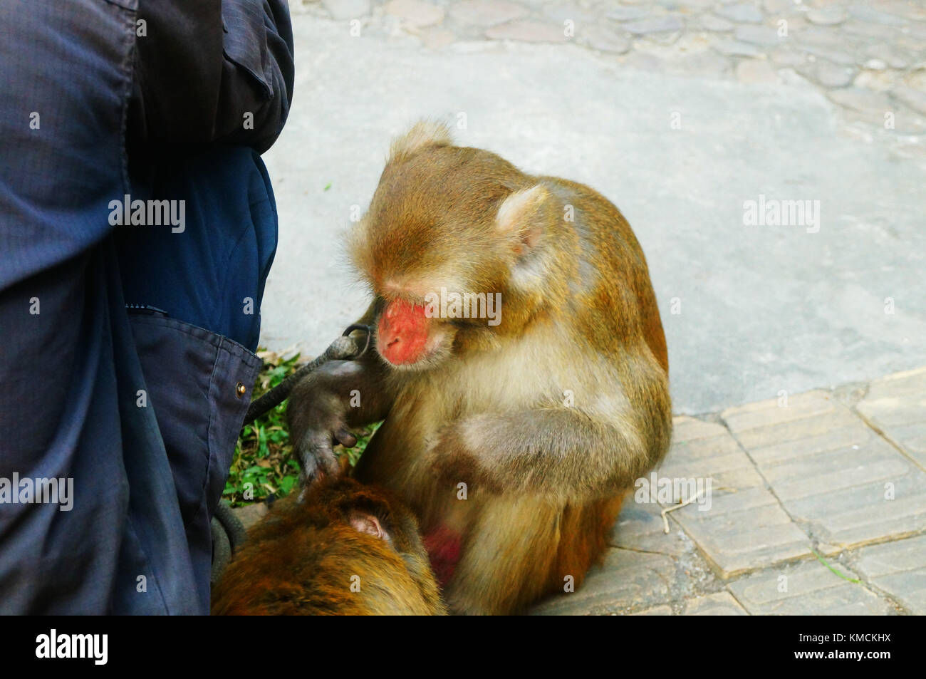 The monkey is resting on the side of the man who trains the monkey ...