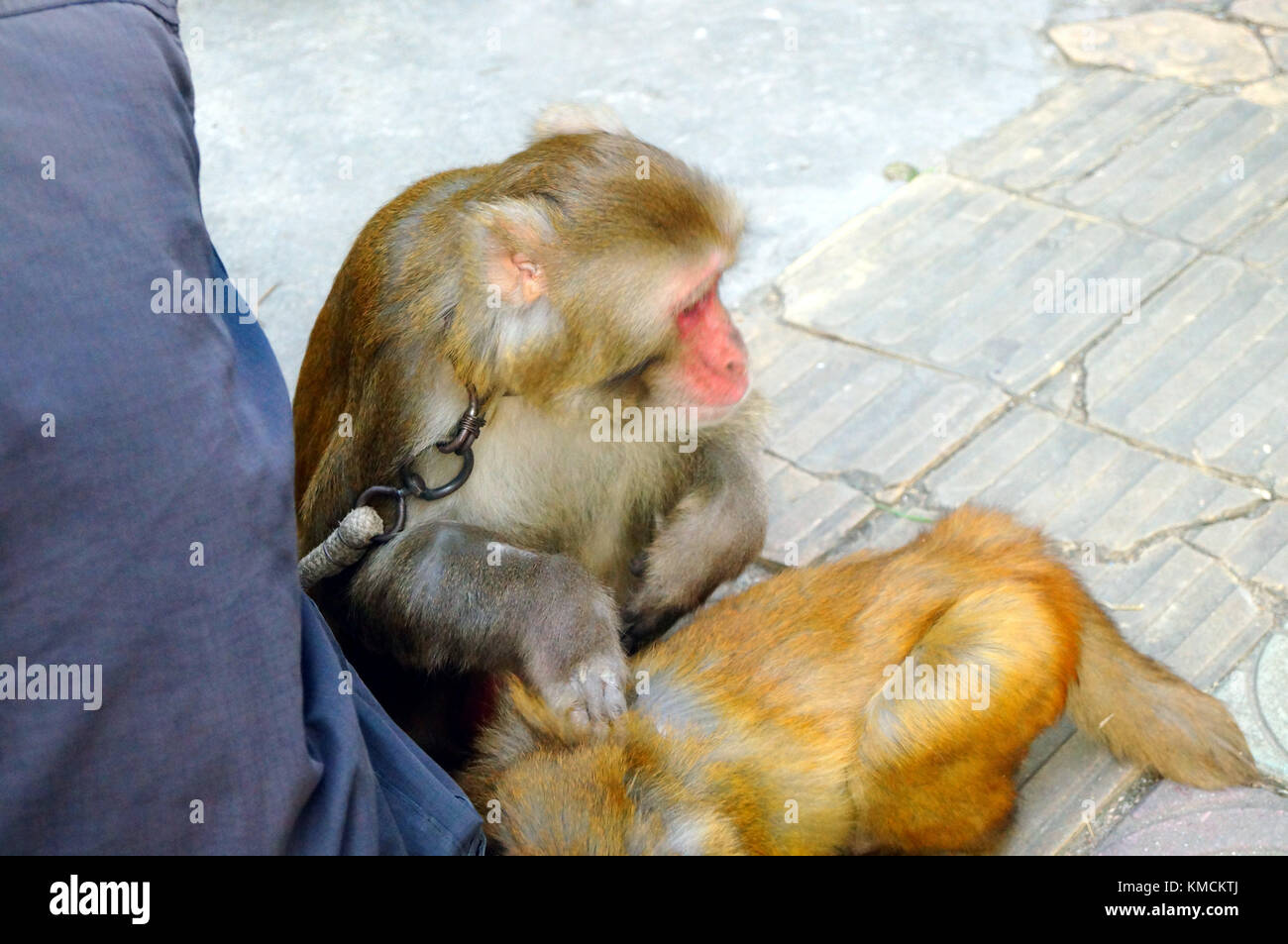 The monkey is resting on the side of the man who trains the monkey ...