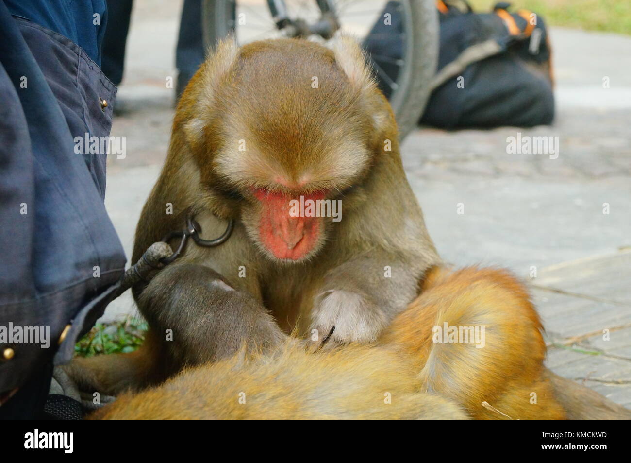 The monkey is resting on the side of the man who trains the monkey ...