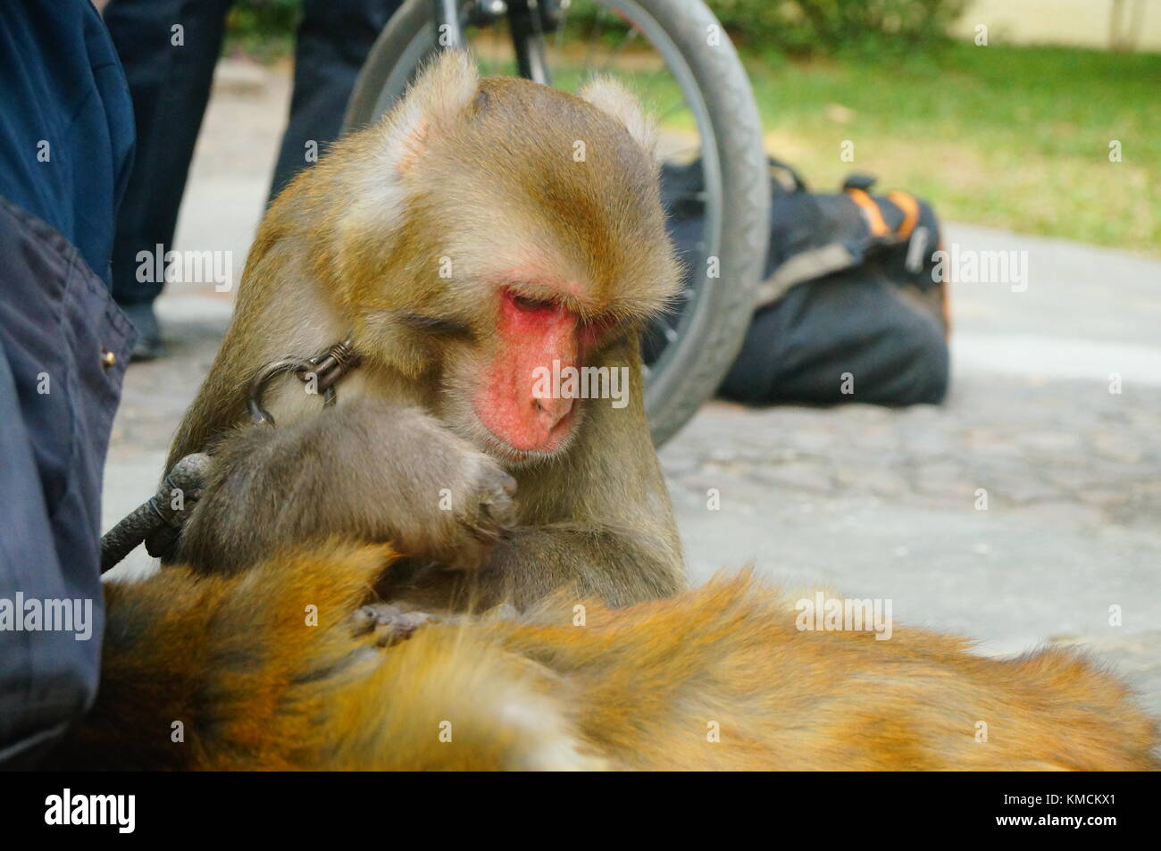 Training monkey dance hi-res stock photography and images - Alamy