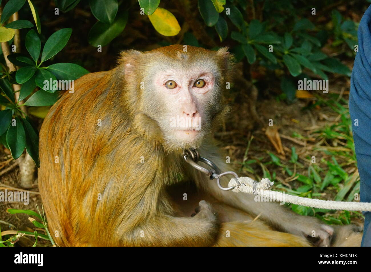 The monkey is resting on the side of the man who trains the monkey ...