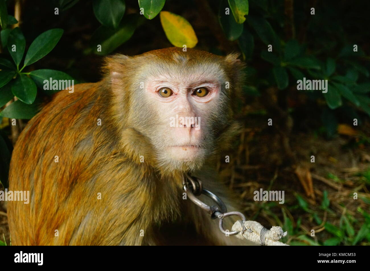 The monkey is resting on the side of the man who trains the monkey ...