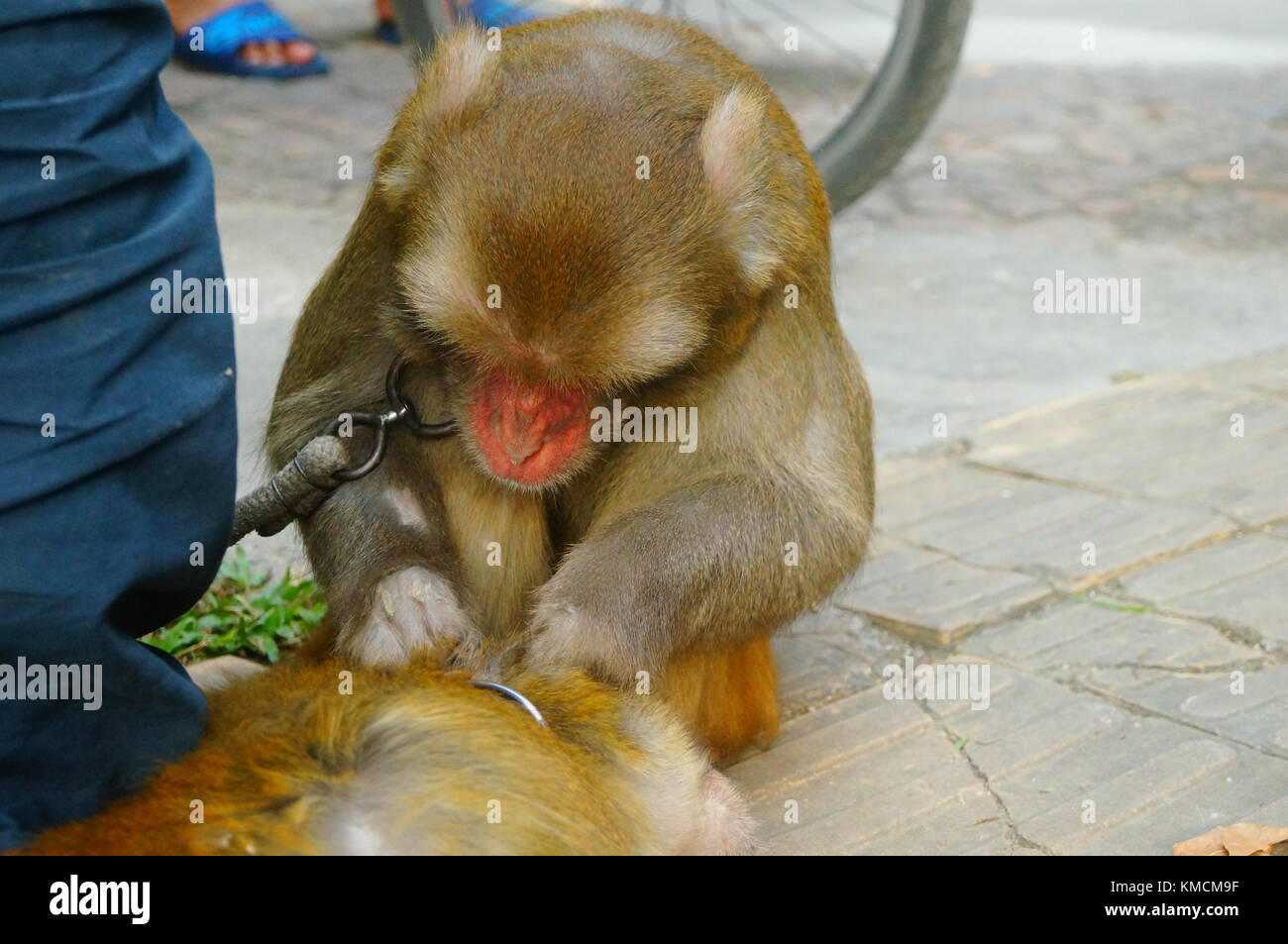 The monkey is resting on the side of the man who trains the monkey ...