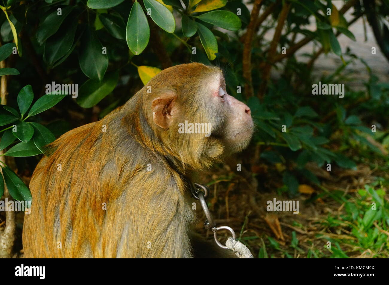 The monkey is resting on the side of the man who trains the monkey ...