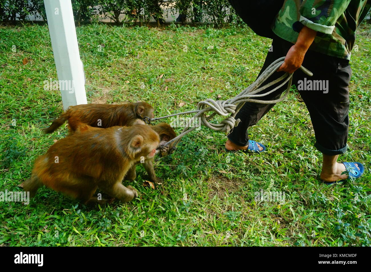 The monkey is resting on the side of the man who trains the monkey ...