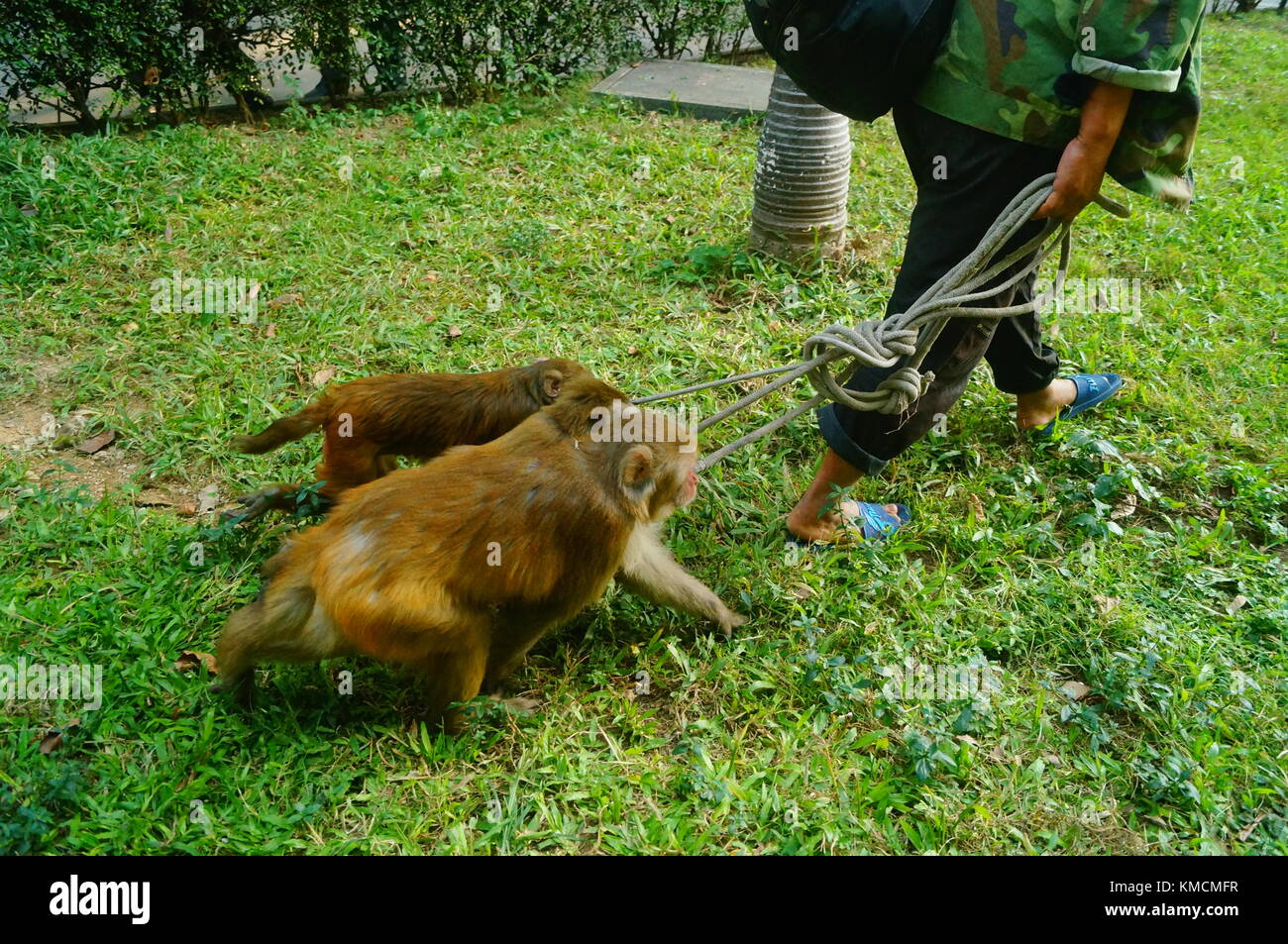 The monkey is resting on the side of the man who trains the monkey ...