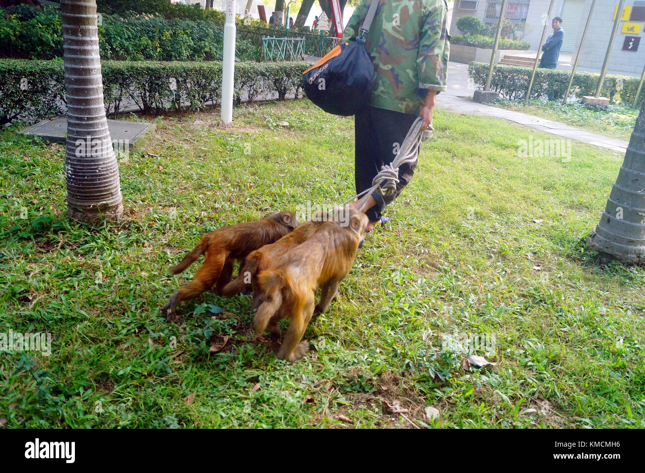 The monkey is resting on the side of the man who trains the monkey ...