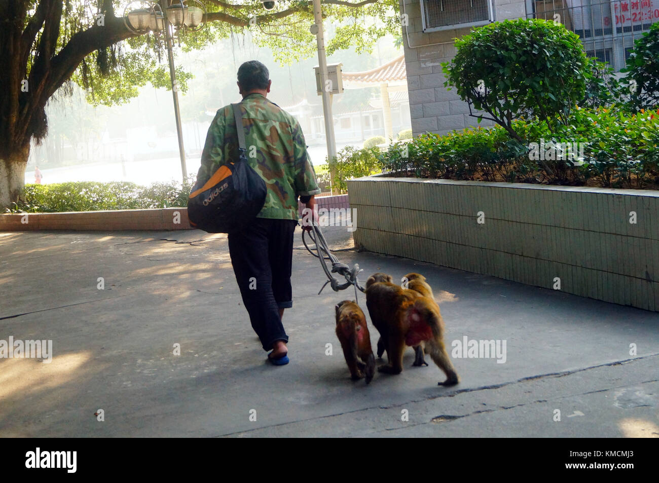 The monkey is resting on the side of the man who trains the monkey ...