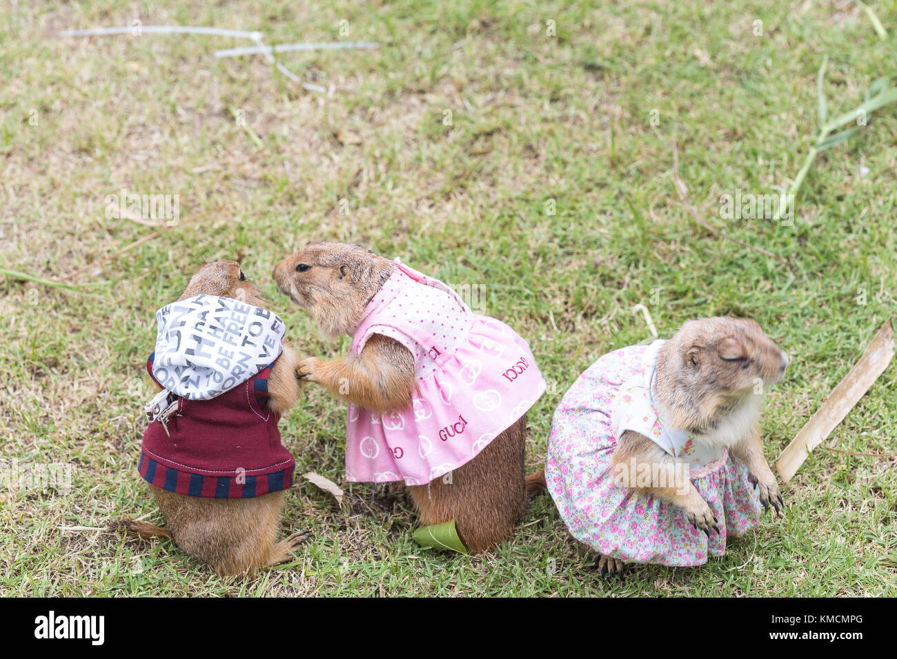 Dressing Praire dog on the gress field Stock Photo - Alamy