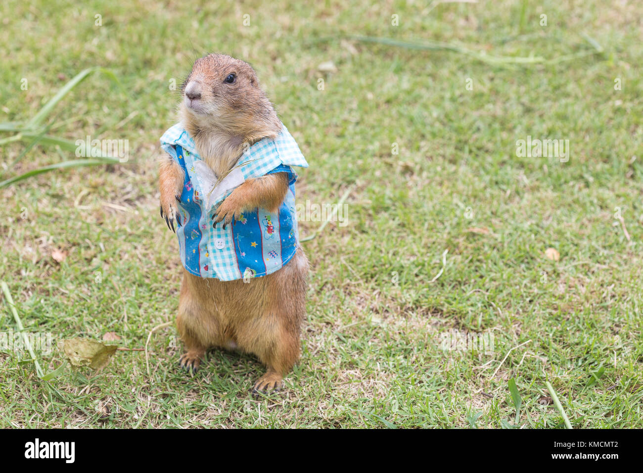 Dressing Praire dog on the gress field Stock Photo - Alamy