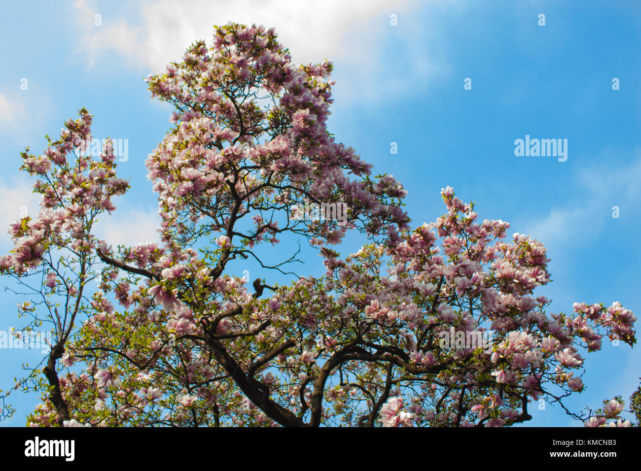 Magnolia Tree in Bloom, Natural Colorful Background Stock Photo - Alamy