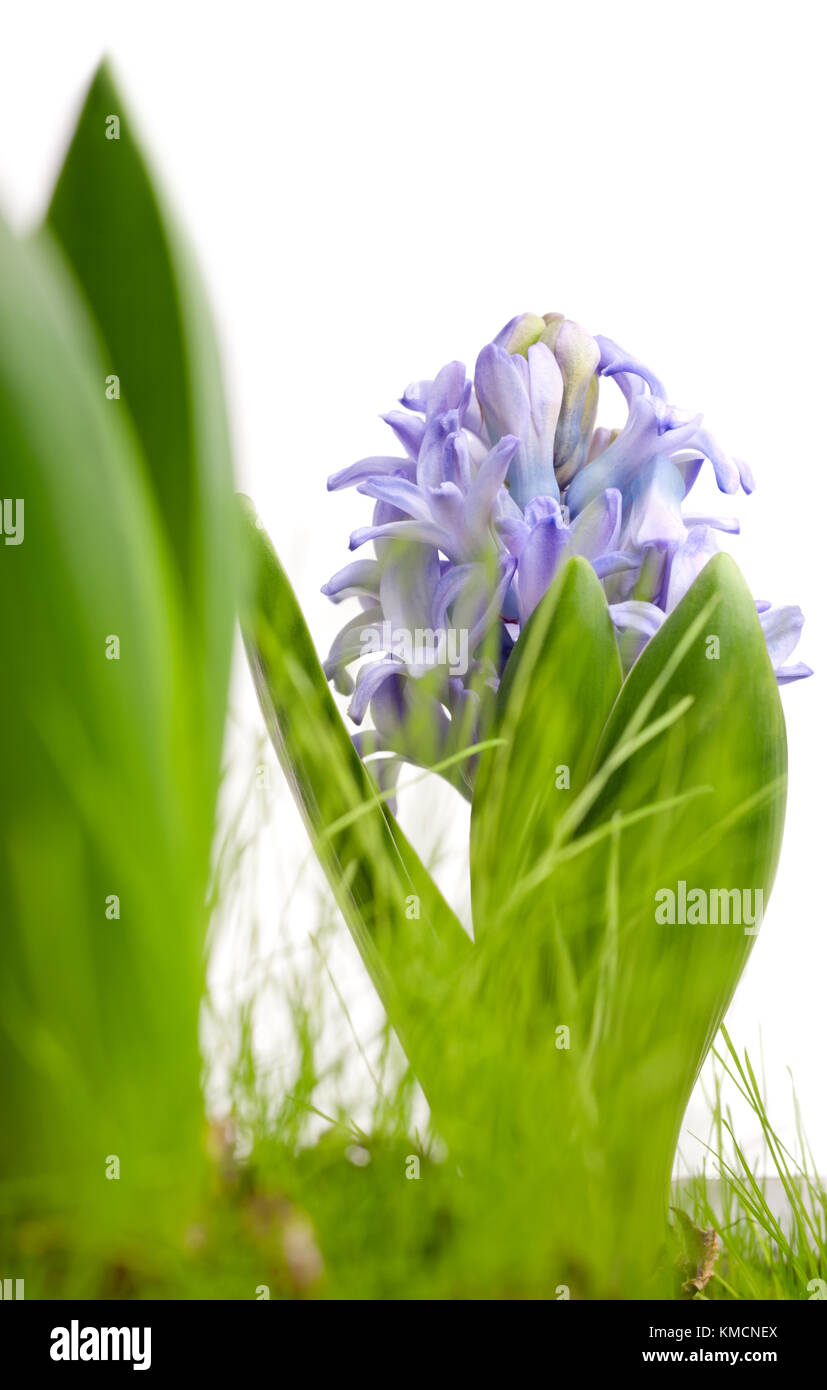 Light blue hyacinth in grass on white background Stock Photo - Alamy