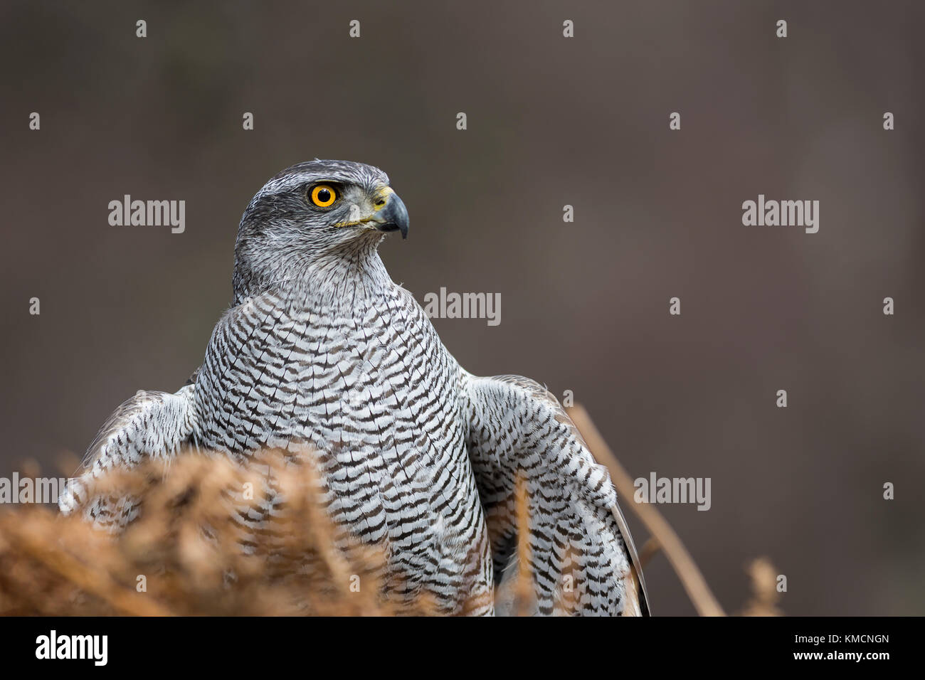 Female goshawk hi-res stock photography and images - Alamy
