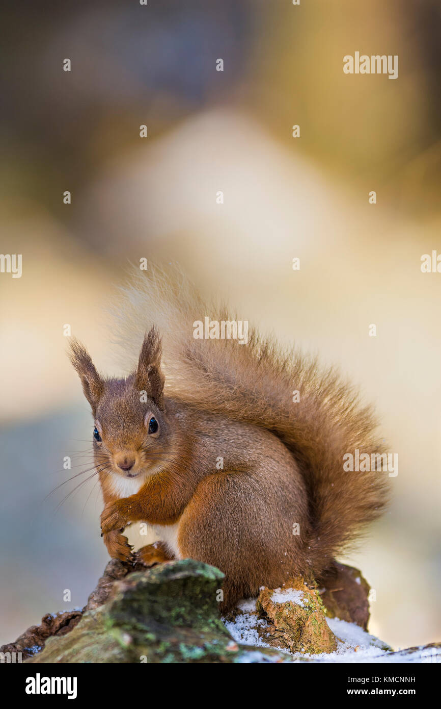 Eurasian red squirrels hi-res stock photography and images - Alamy