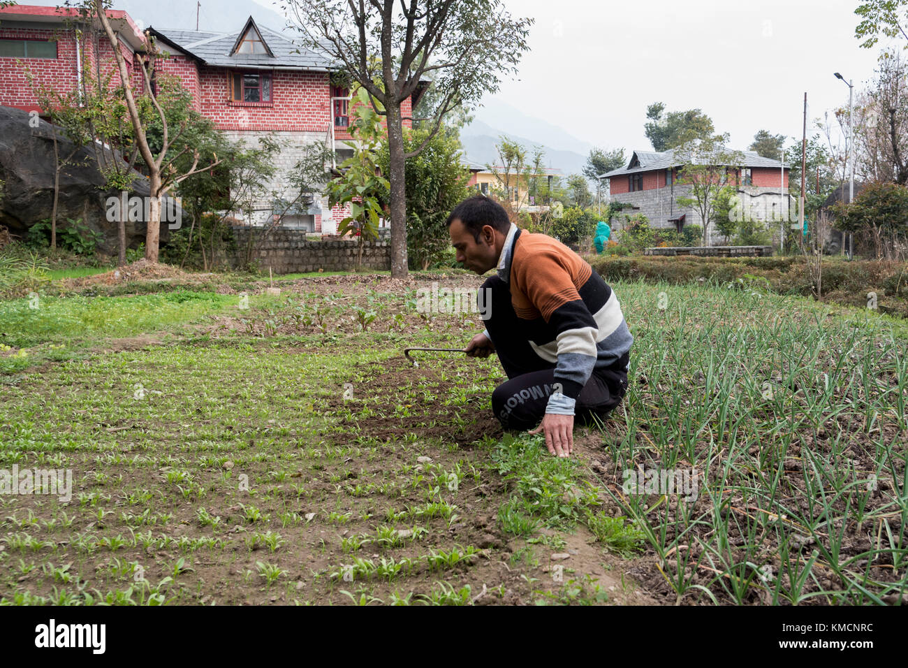 Taking in crops hi-res stock photography and images - Alamy