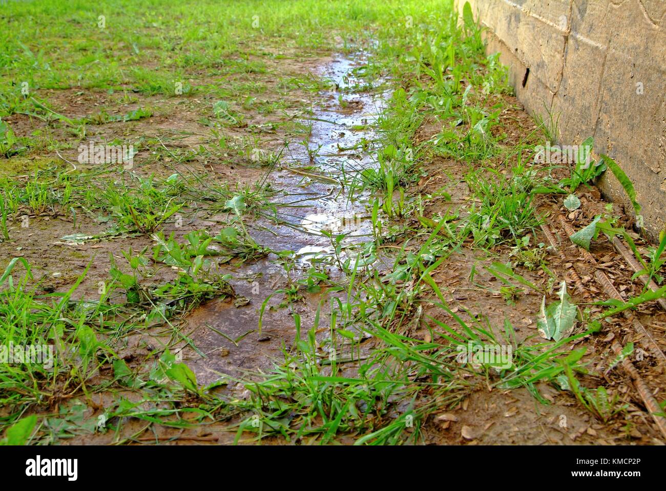Plant rain puddle hi-res stock photography and images - Alamy
