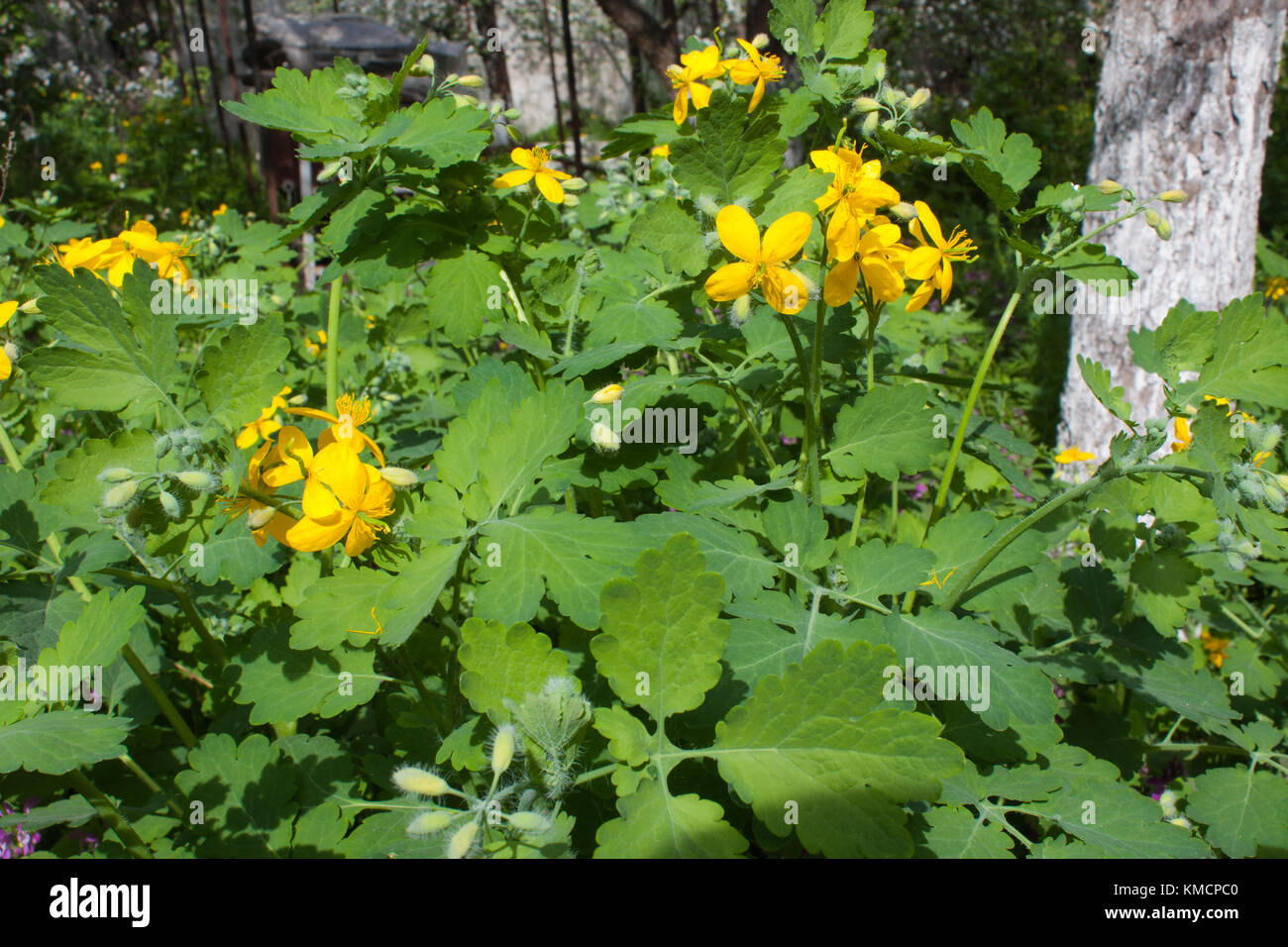 Celandine, Chelidonium, Yellow Flower, Natural Medical Herb Stock Photo ...
