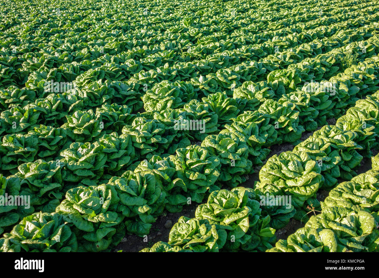 Lettuce plantation hi-res stock photography and images - Alamy