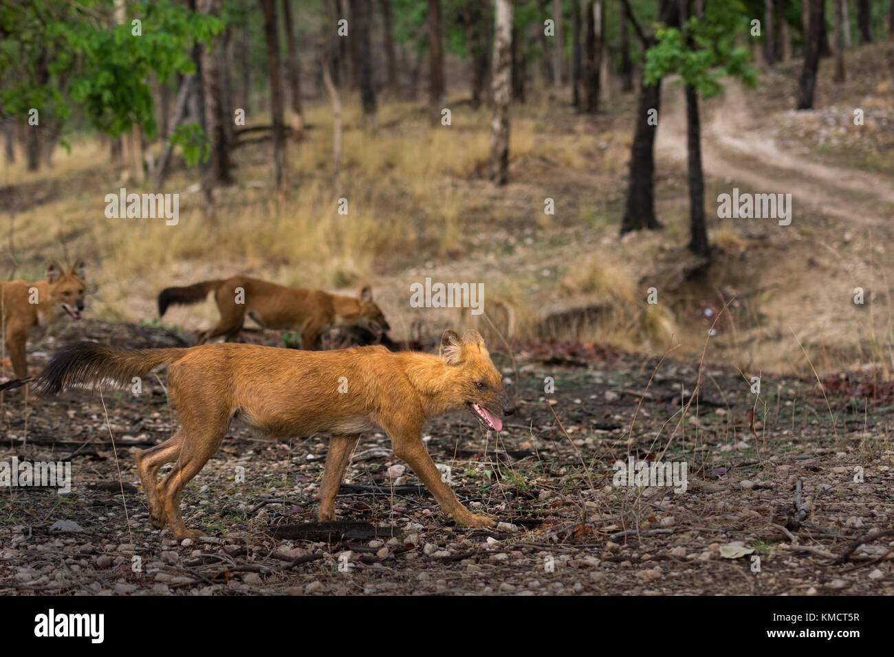 Dhole pack moving in Sal forests of Pench Stock Photo - Alamy