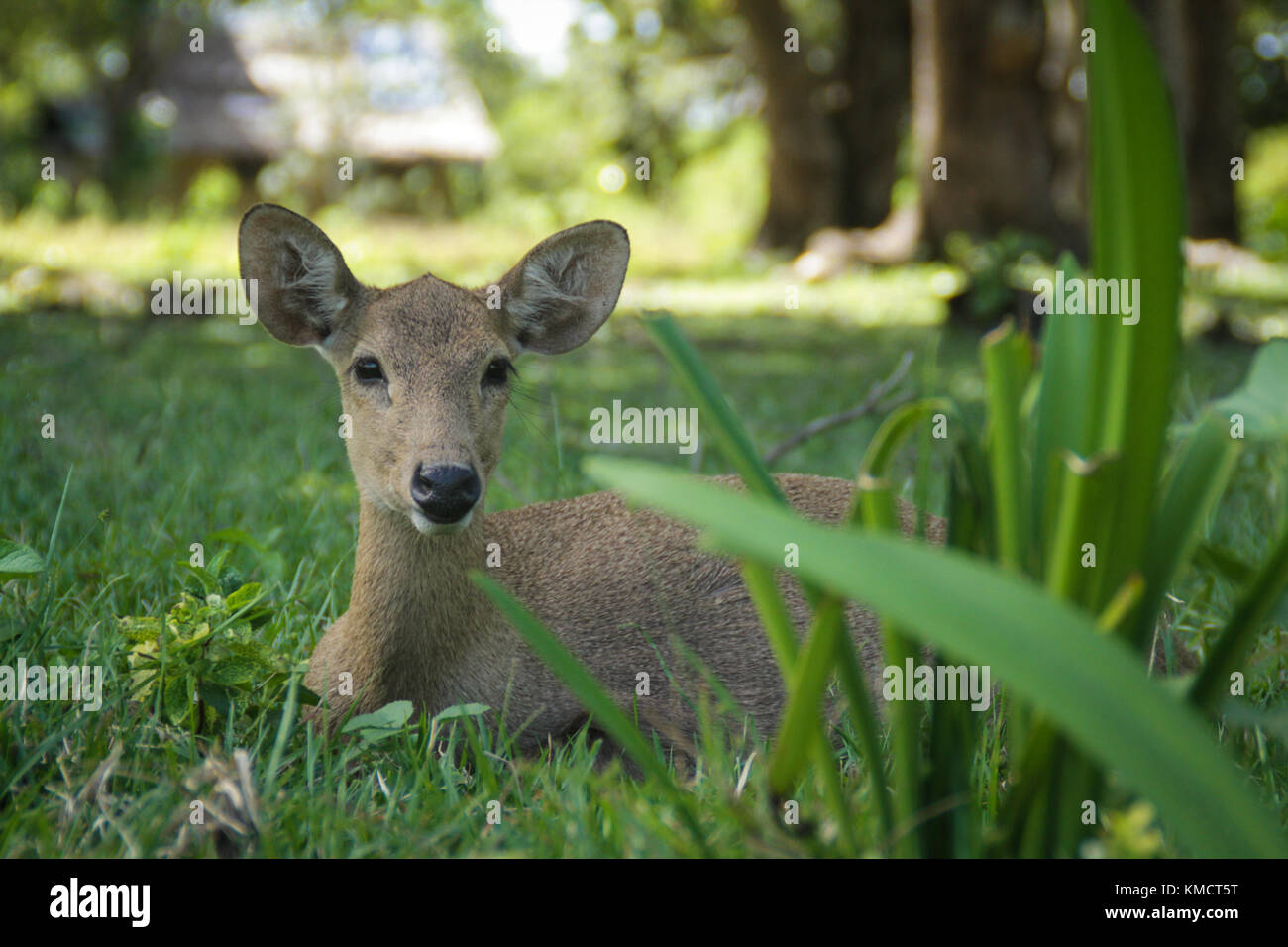 Deer resting on the grass Stock Photo - Alamy