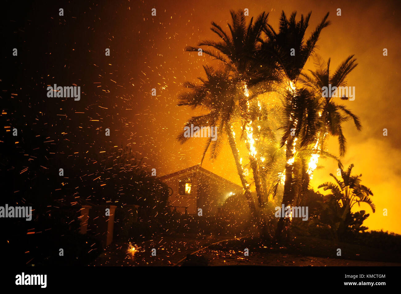 Santa Paula, California, USA. 5th Dec, 2017. Fire catches on a palm ...