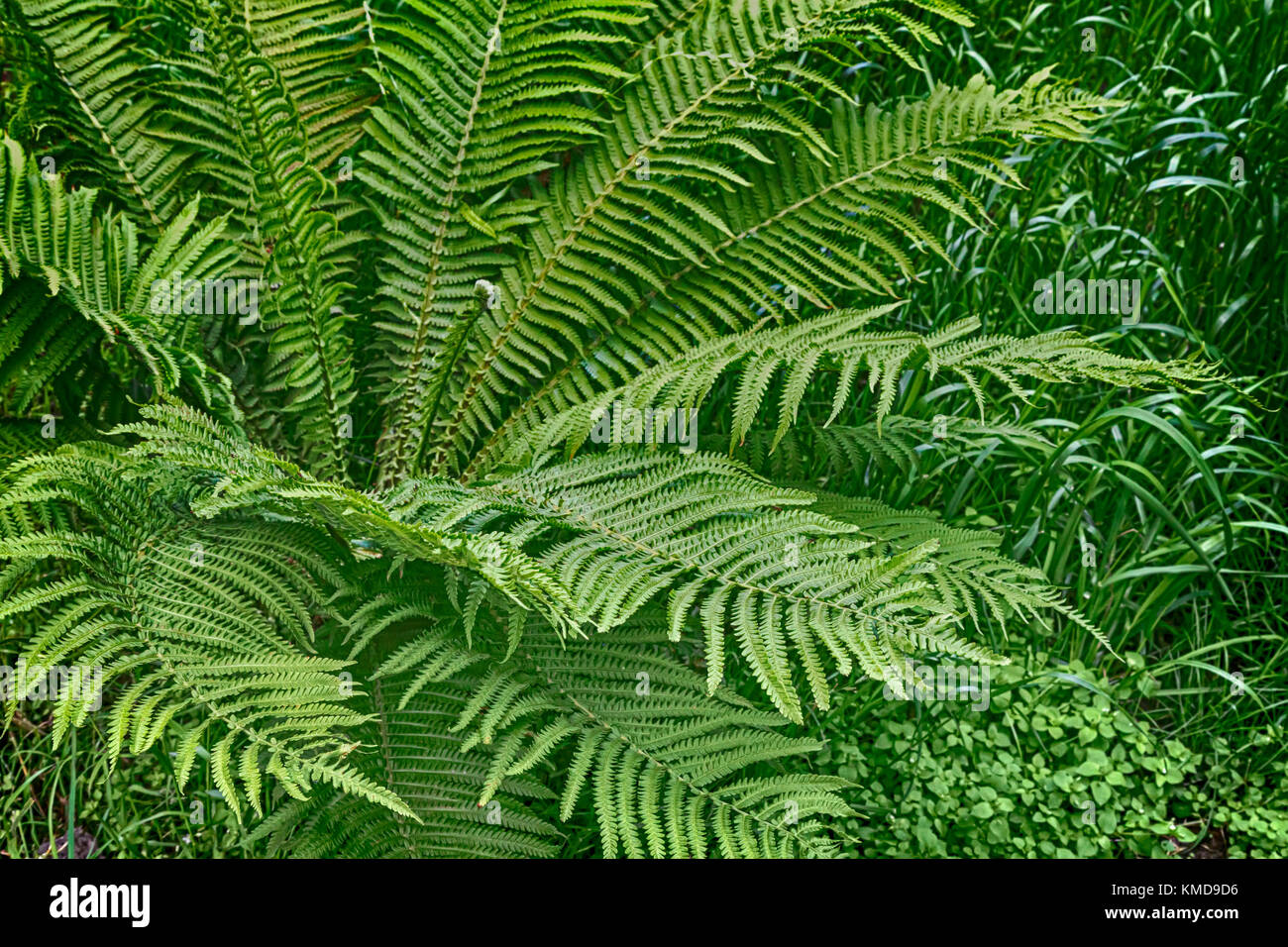 In the garden in the flower bed grows a big beautiful Bush of fern ...