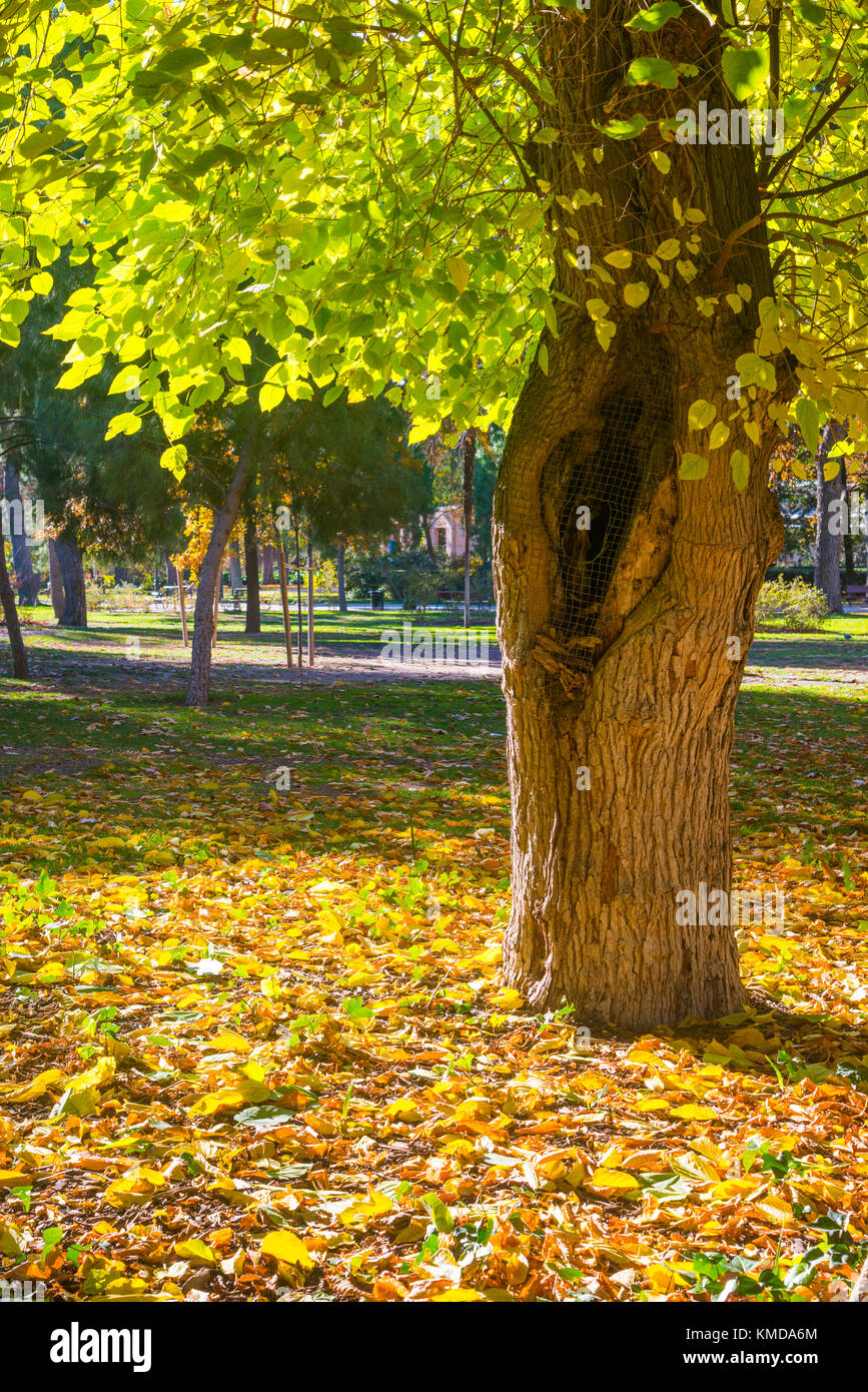 Autumn in The Retiro park. Madrid, Spain Stock Photo - Alamy