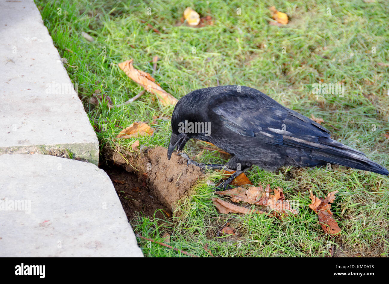 Paris, France. Jardin des Tuileries. Carrion Crow (Corvus corone ...
