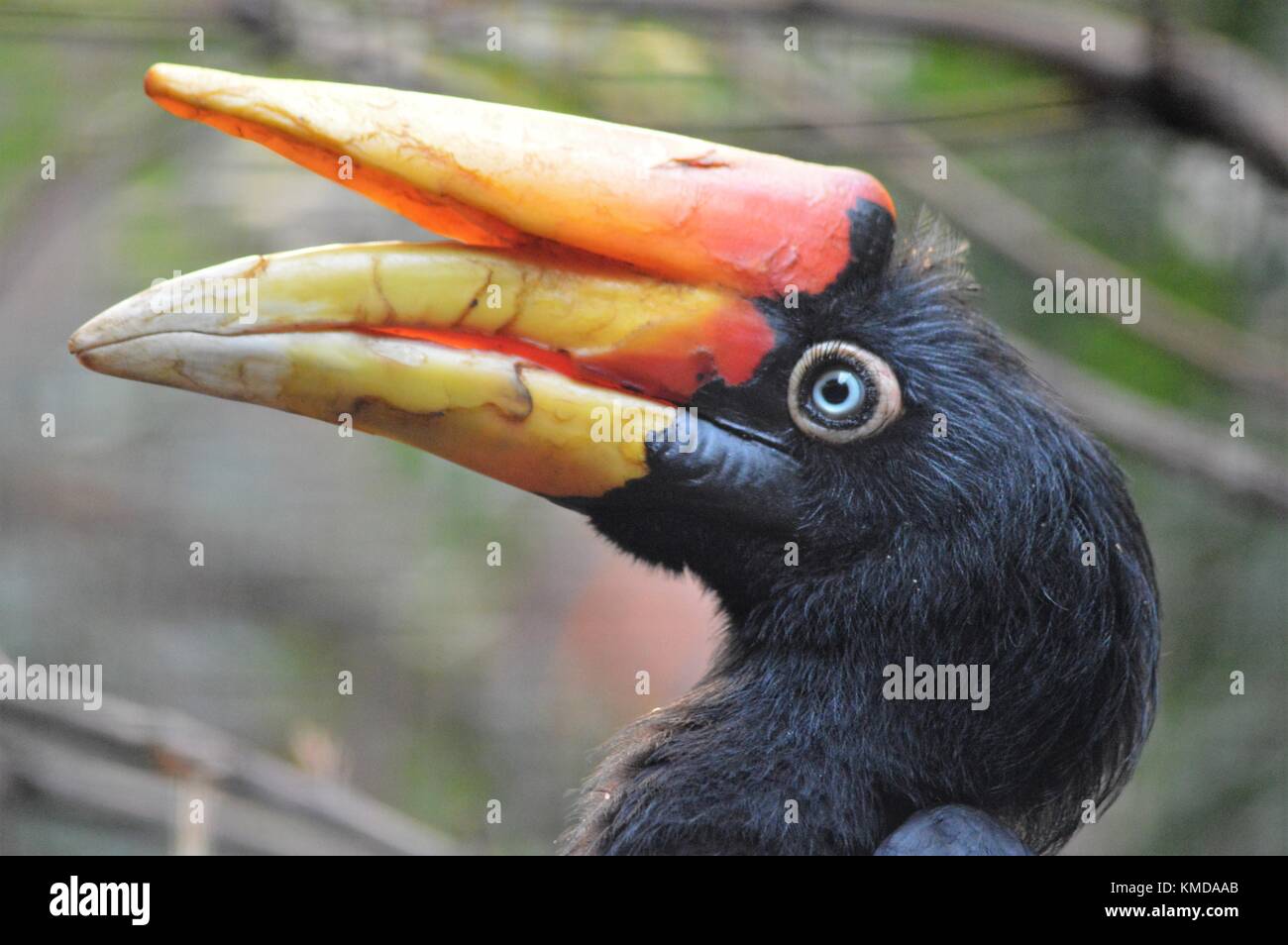 Rhinoceros hornbill fly hi-res stock photography and images - Alamy