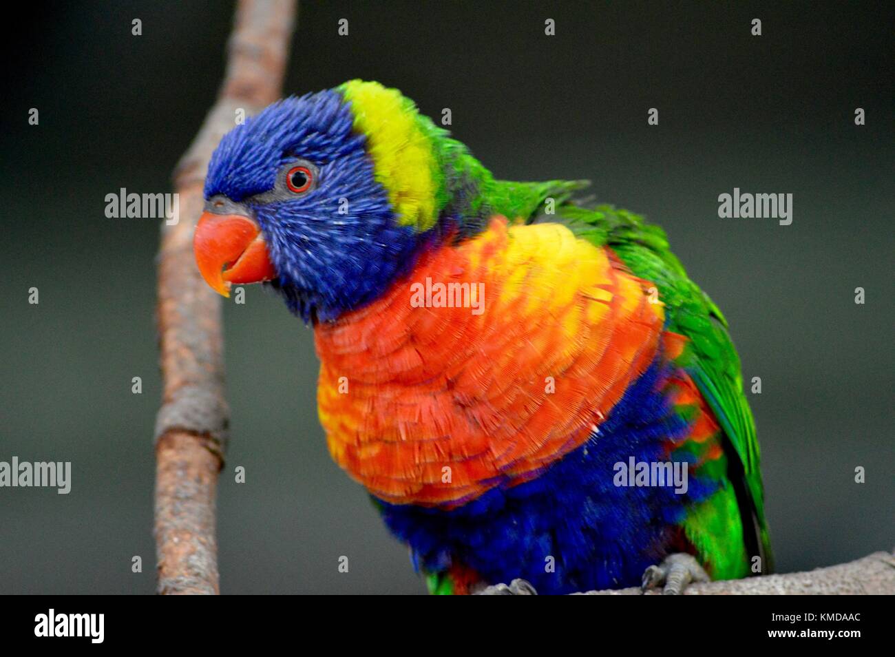 Rainbow lorikeet young hi-res stock photography and images - Alamy