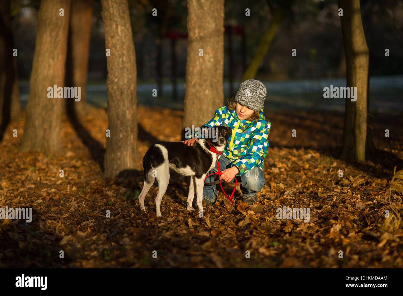 A boy of 9-10 years is squatting beside his dog. A child is walking his ...
