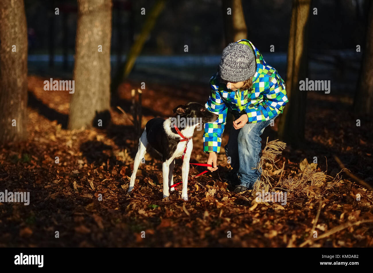 Squat Dog High Resolution Stock Photography and Images - Alamy