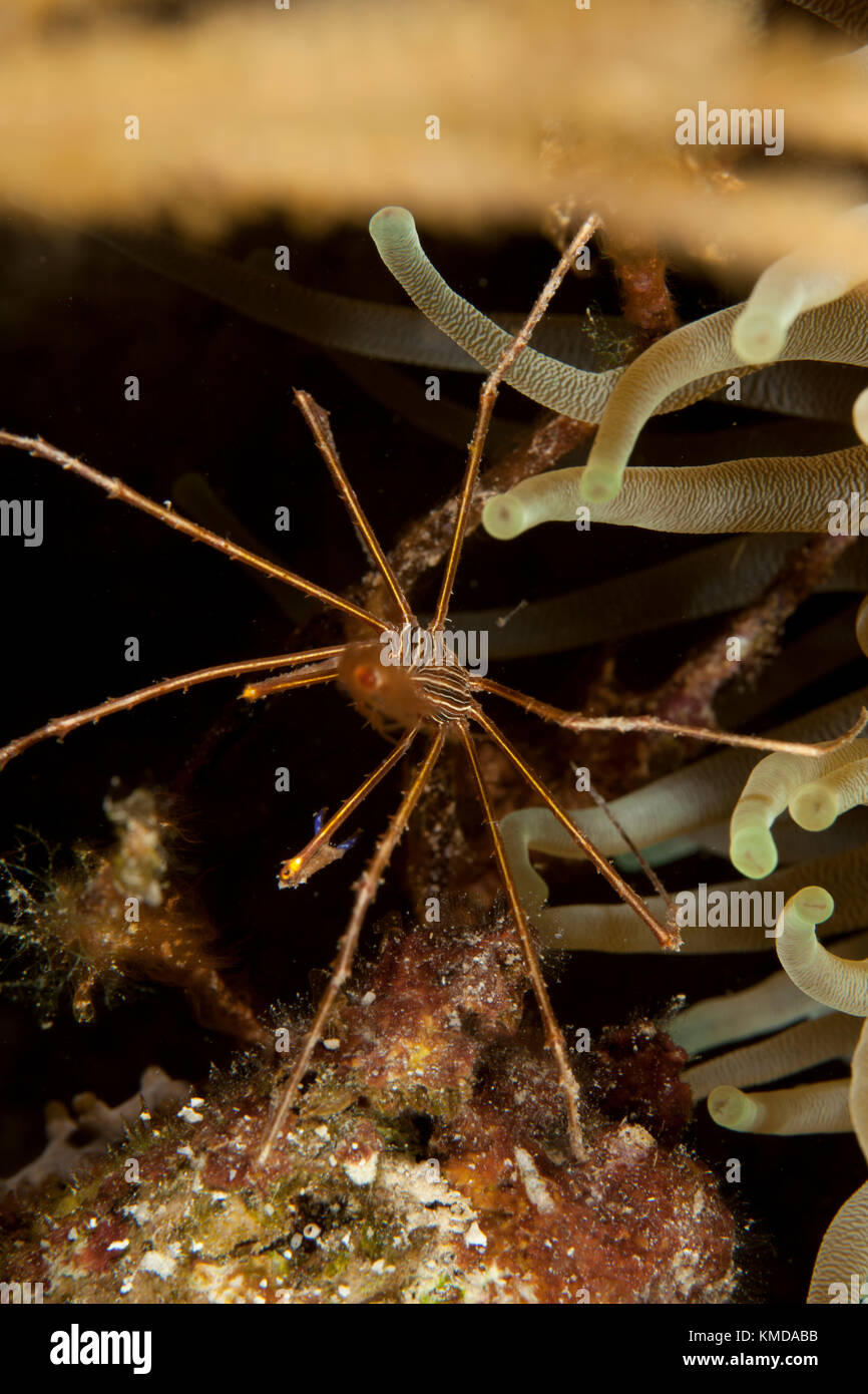 Underwater arrow hi-res stock photography and images - Alamy