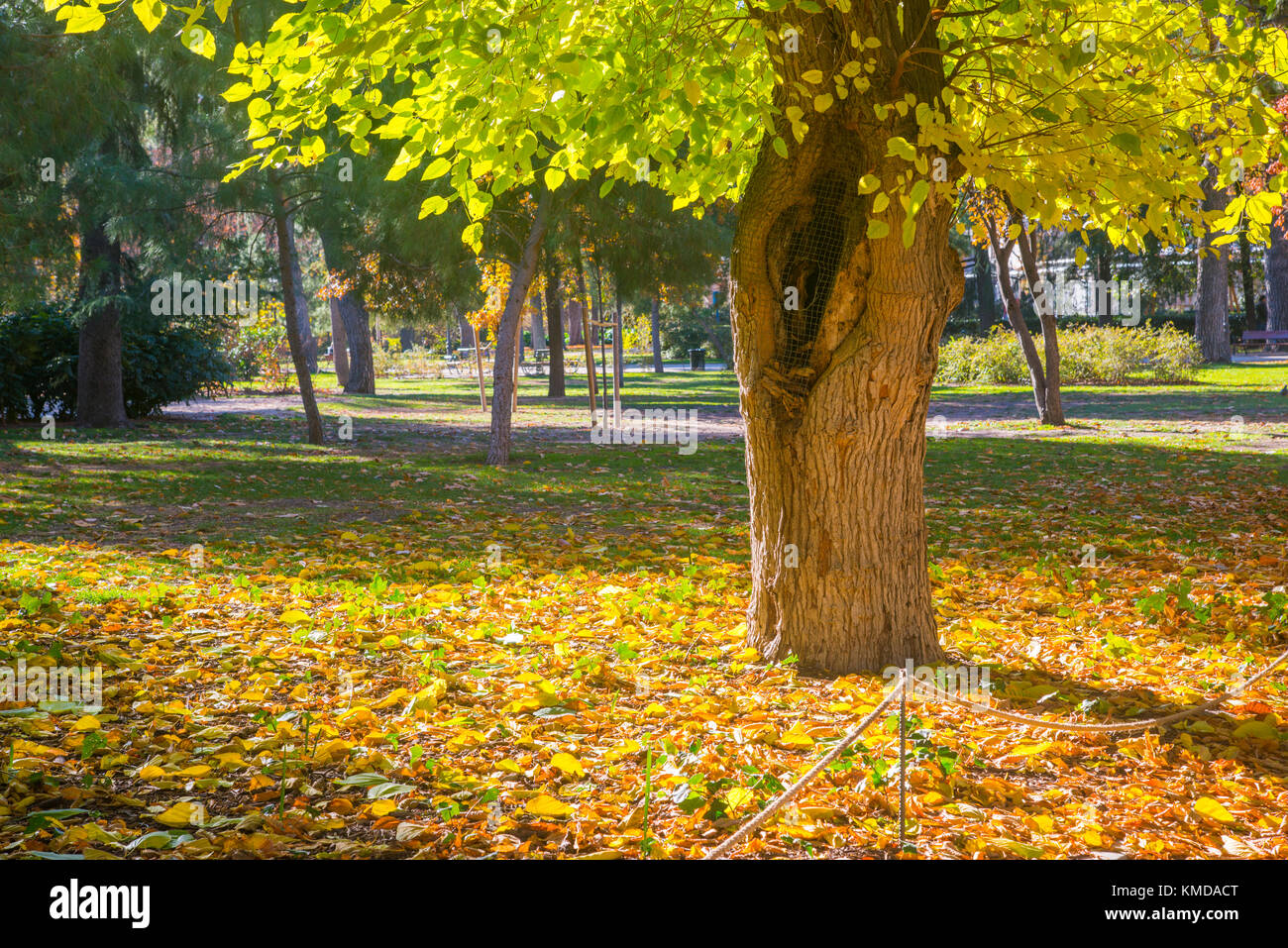 Autumn in The Retiro park. Madrid, Spain Stock Photo - Alamy