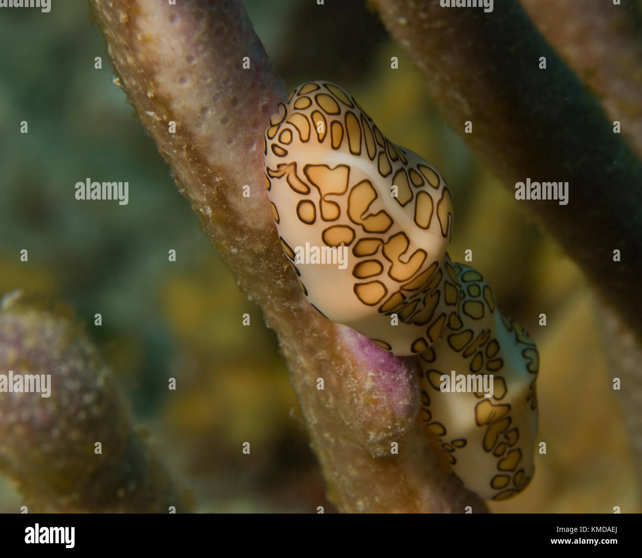 Cowries hi-res stock photography and images - Alamy