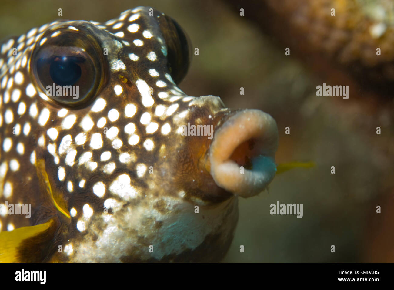 Smooth Trunkfish Stock Photos & Smooth Trunkfish Stock Images - Alamy
