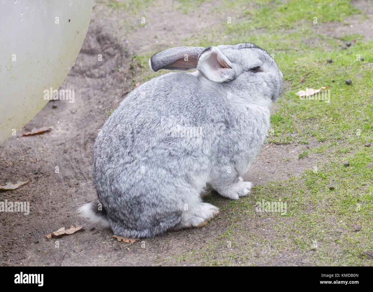 Purebred rabbit Belgian Giant resting outside in the sun, selective ...