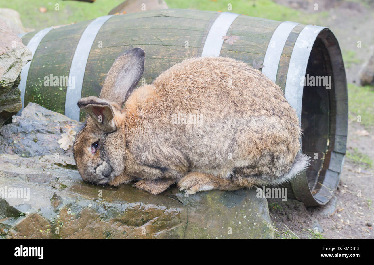 Purebred rabbit Belgian Giant resting outside in the sun, selective ...