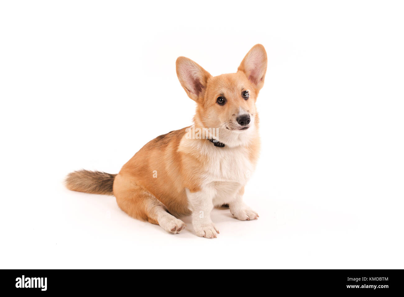 Cute puppy Corgi isolated on white background Stock Photo - Alamy