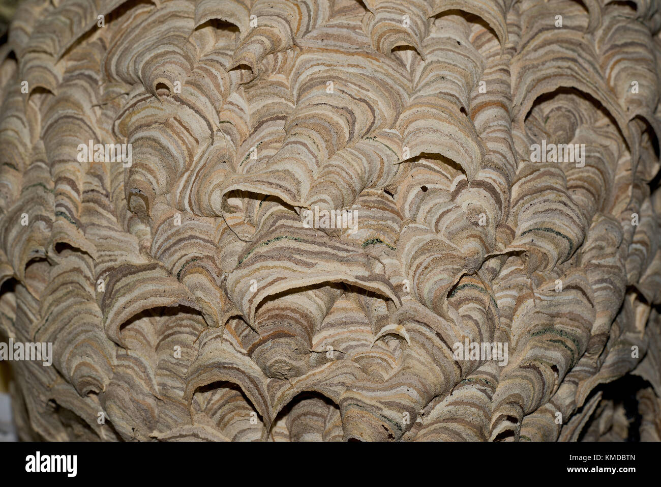 Wood wasps hi-res stock photography and images - Alamy