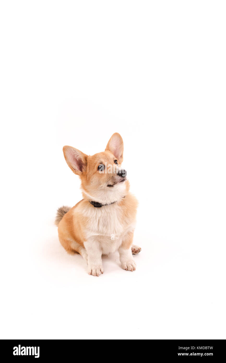 Cute puppy Corgi isolated on white background Stock Photo - Alamy