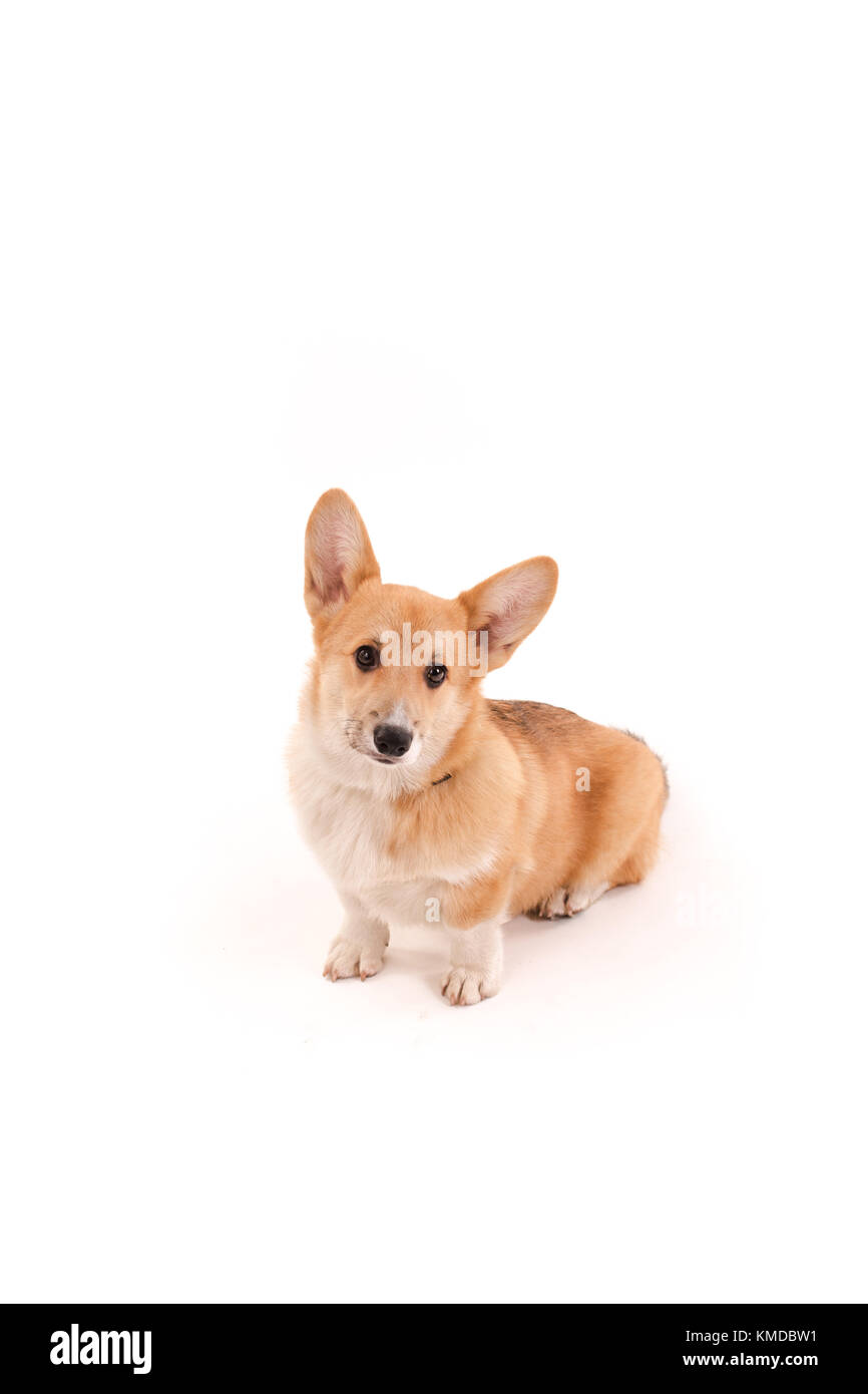 Cute puppy Corgi isolated on white background Stock Photo - Alamy