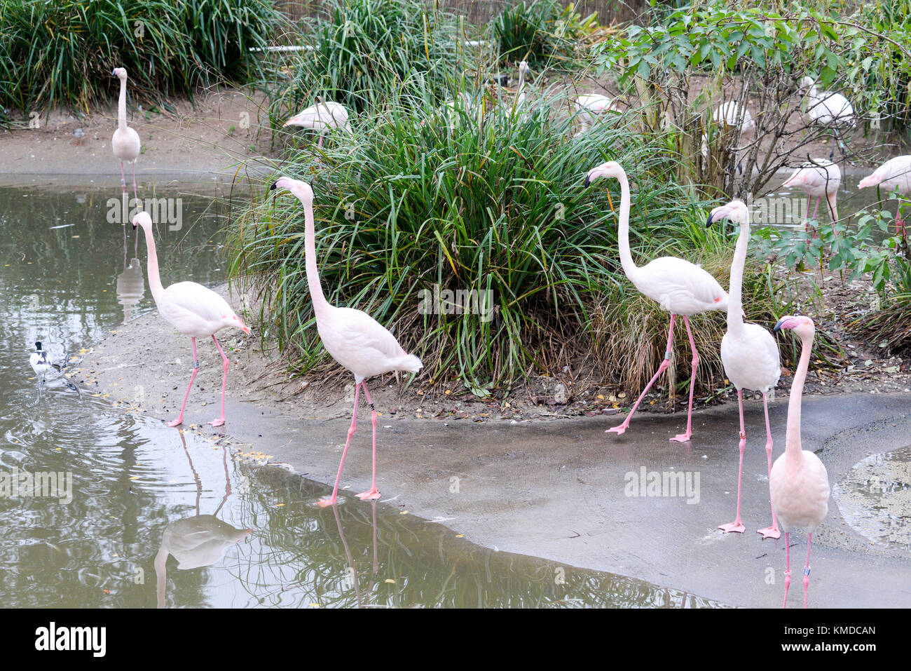 Pink Flamingos at Bristol Zoo, England, UK Stock Photo - Alamy